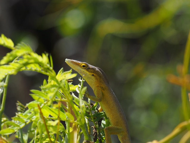 Anolis smaragdinus – Anole Annals