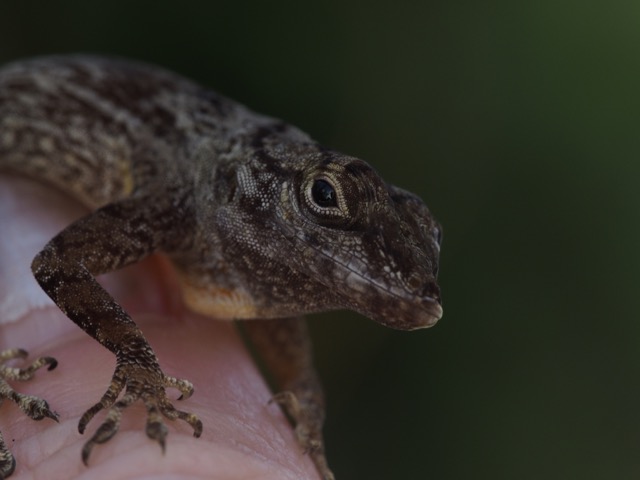 Anolis distichus – Anole Annals