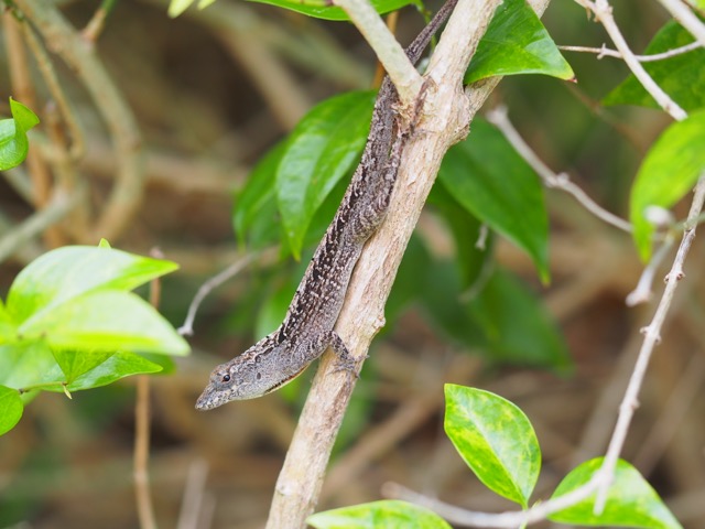 Anolis sagrei male – Anole Annals