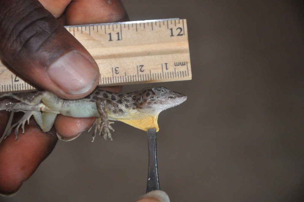 First Ever Recorded Introduction of Endemic Saban Anole (Anolis sabanus ...