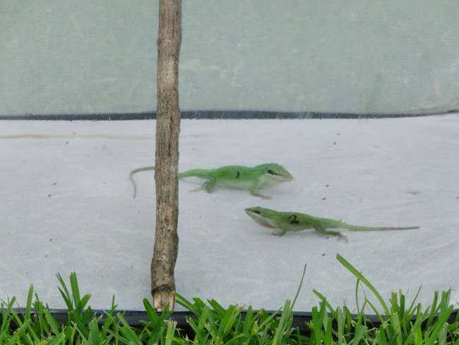 Using Sports Rankings to Understand Dominance in Anoles – Anole Annals