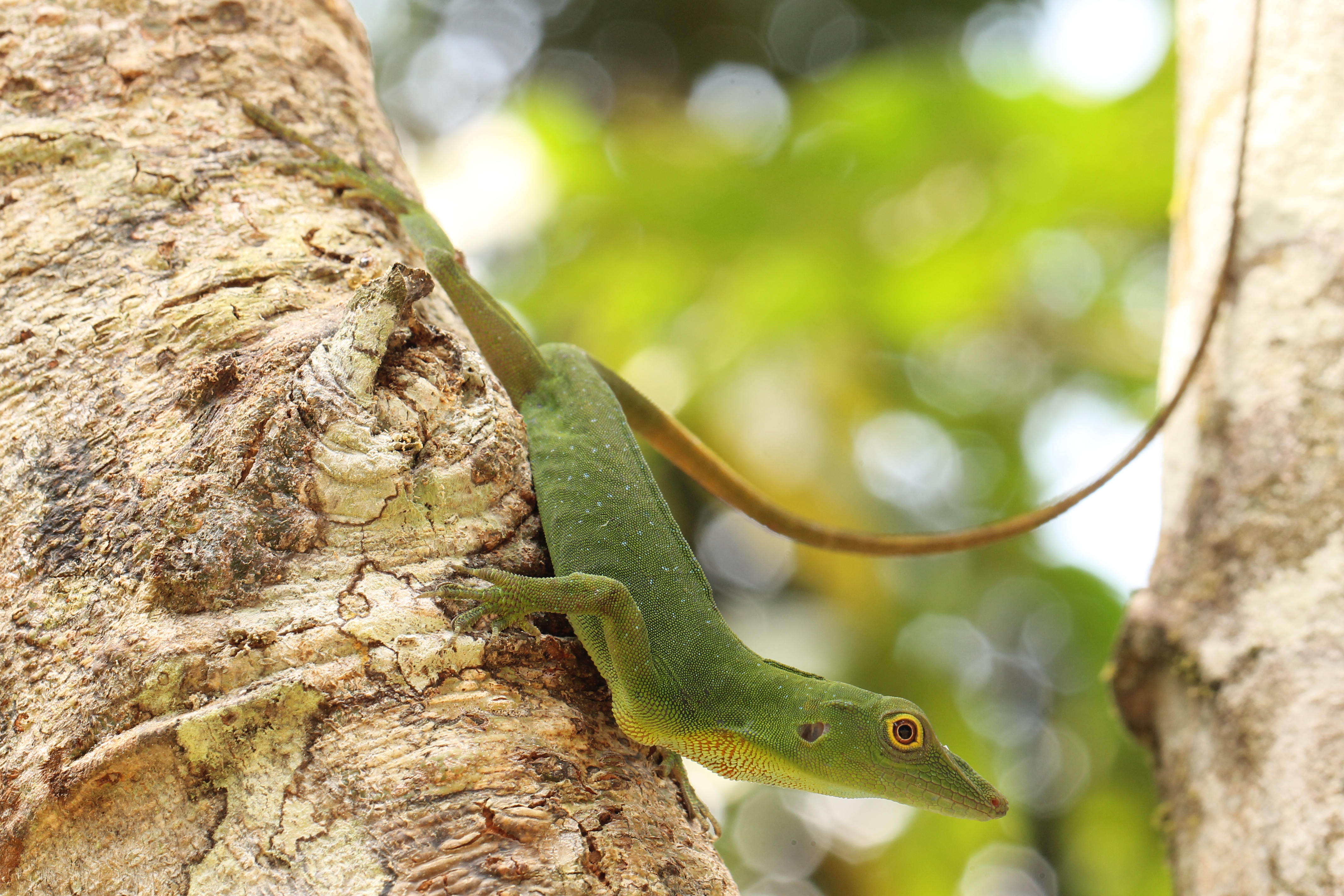 punctatus – Anole Annals