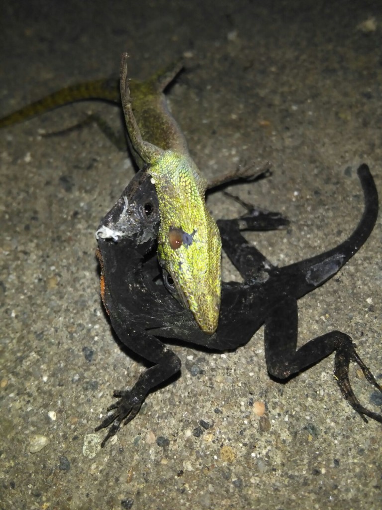 Report of Interspecific Fighting in Anolis from the Dominican Republic ...