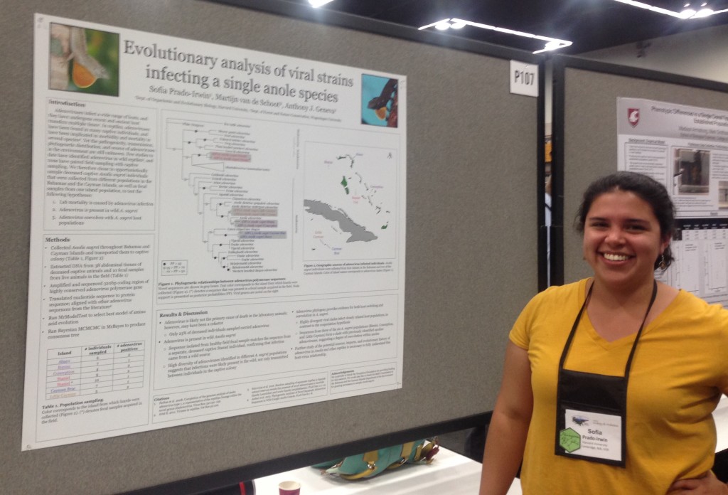 Evolution 2017 The Evolution Of Anolis Adenovirus Anole Annals 4225