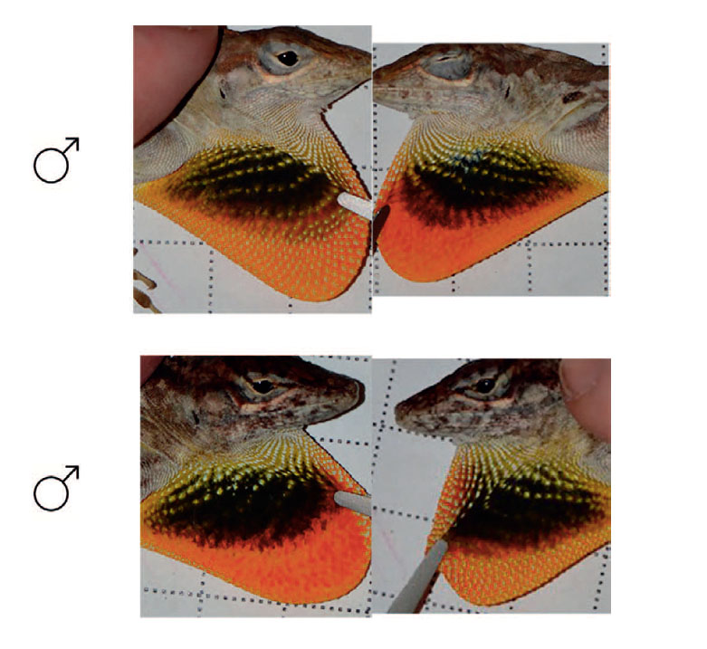 More on the Lizard Species Whose Dewlap Differs from One Side to the ...