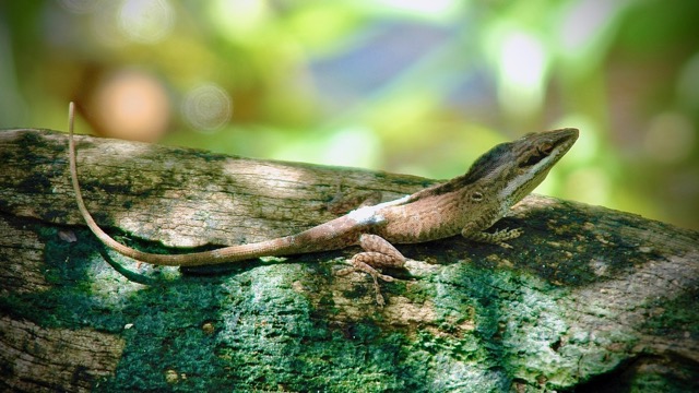 Anolis carolinesis, 08 June 2007 – Anole Annals