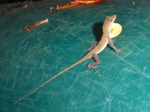 Can You Help Me Put Names to These Anoles from Yucatan? – Anole Annals