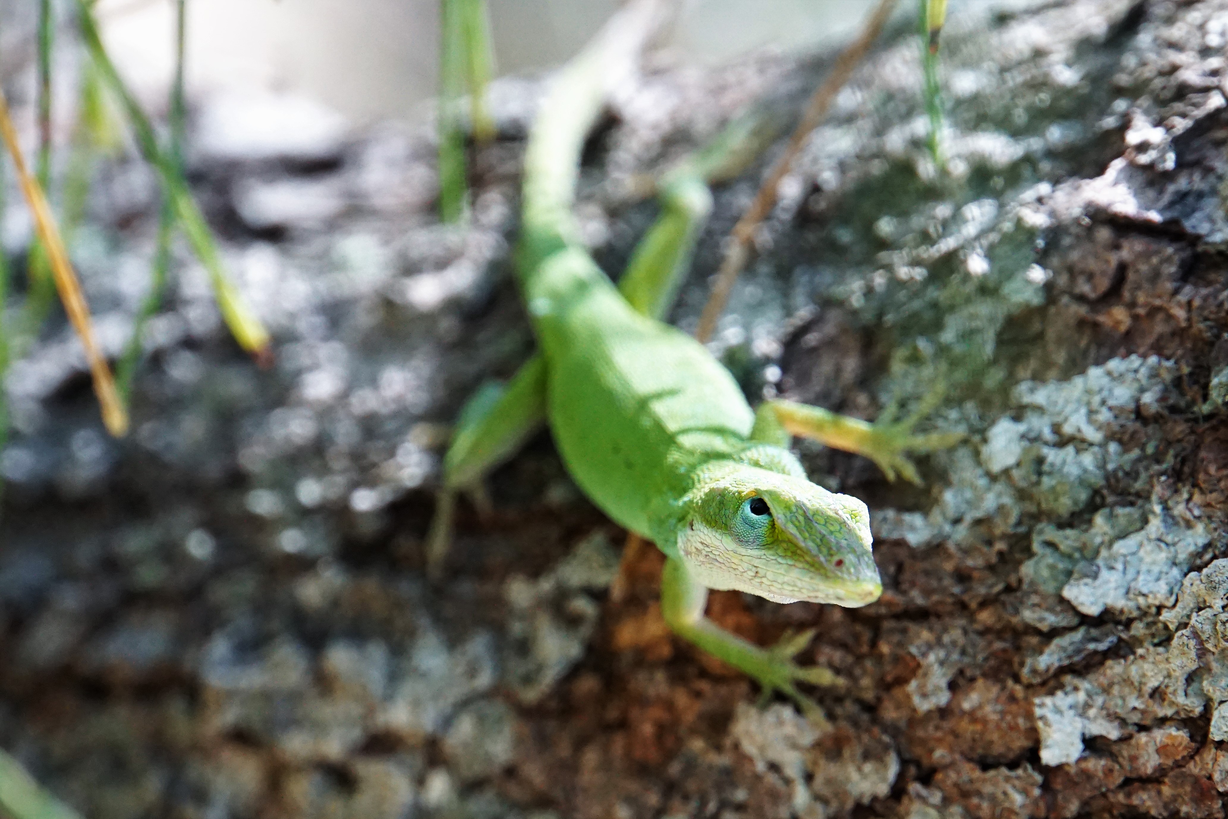 carolinensis – Anole Annals