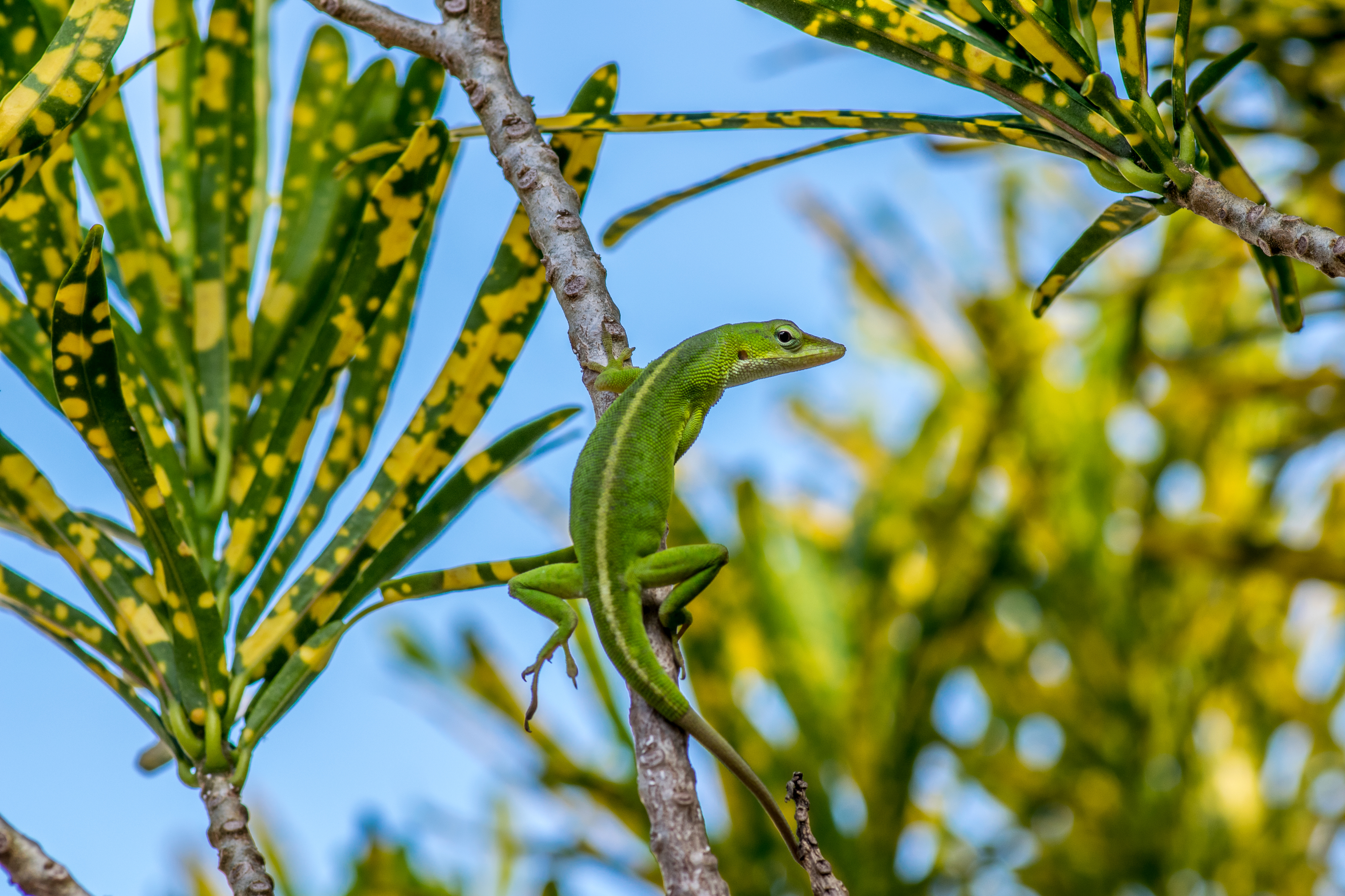 porcatus – Anole Annals