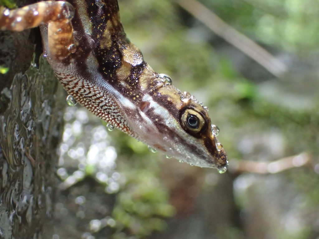 Education and Anoles – Anole Annals