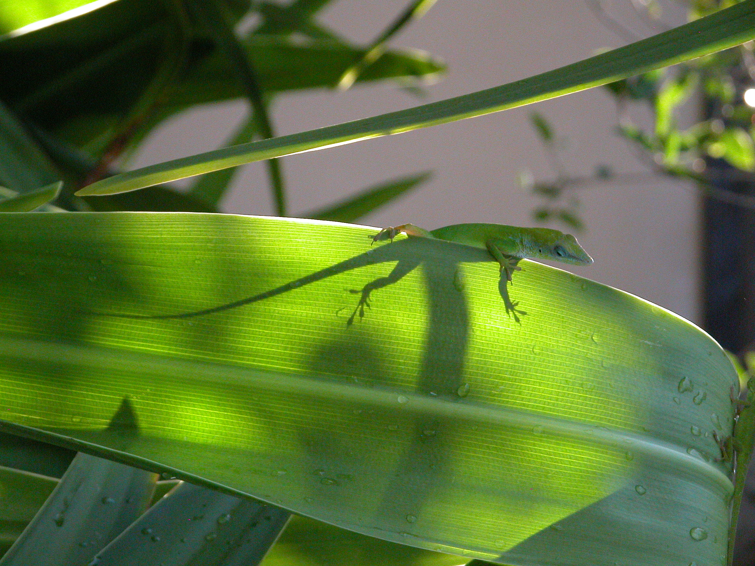Request for Anole Habitat Data – Anole Annals
