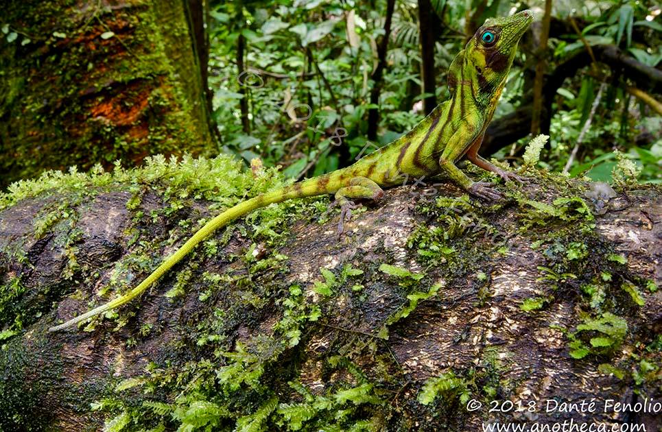 Anolis transversalis! – Anole Annals