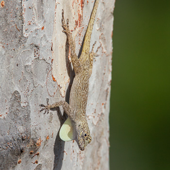 Is Anolis distichus One Species or Many??? – Anole Annals