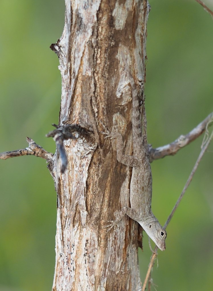 image-3 – Anole Annals