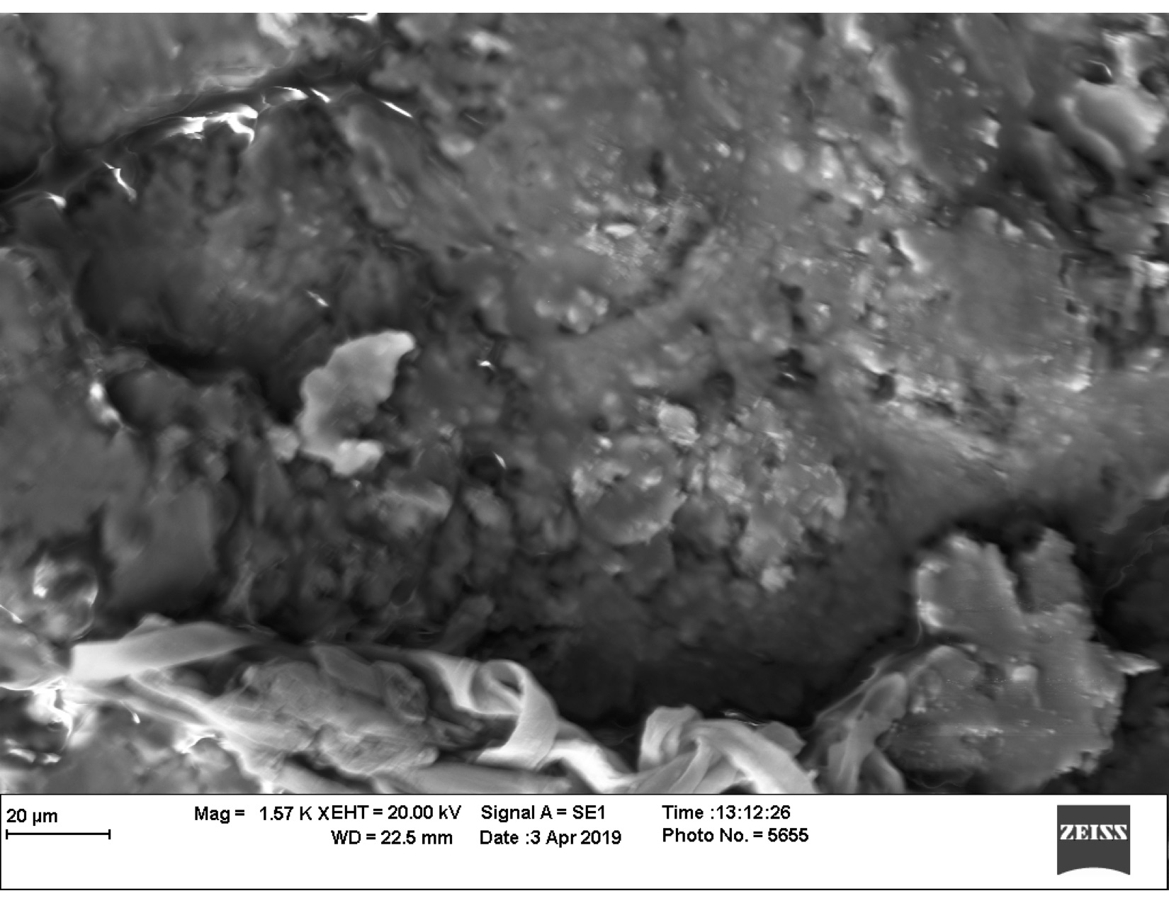 Scanning Electron Microscopy of an Anolis sagrei egg – Site Title