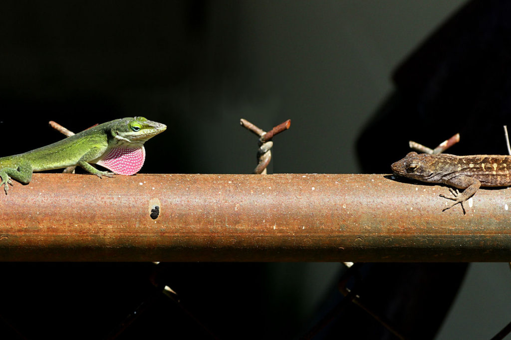 Green Anole Displays at Brown Anole – Anole Annals