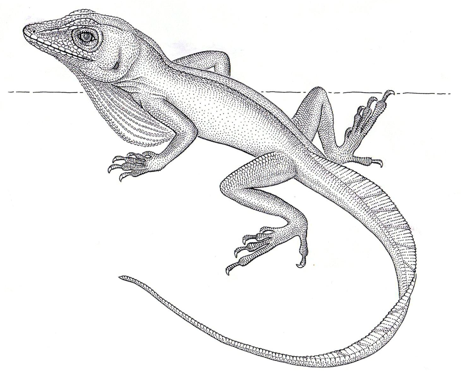 Anole Annals – Page 37 – Your source for the latest on Anolis lizards.
