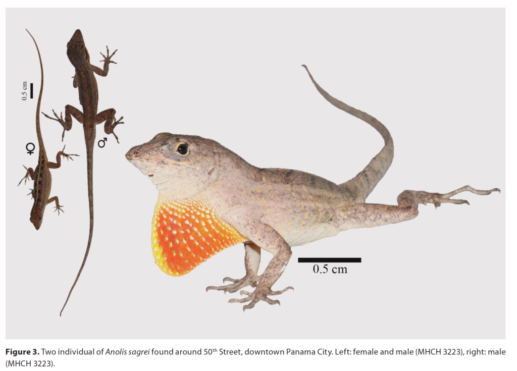 Festive Anoles in Panama – Anole Annals