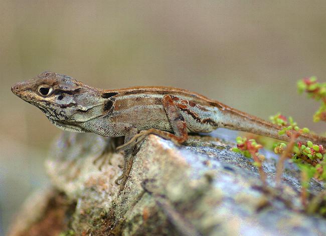 Anole Annals – Page 37 – Your source for the latest on Anolis lizards.