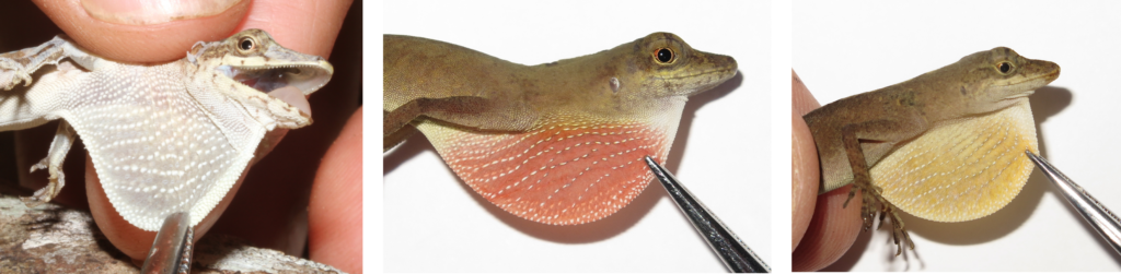 Evolution 2019: Dewlap Diversity and Population Genetic Structure in an ...