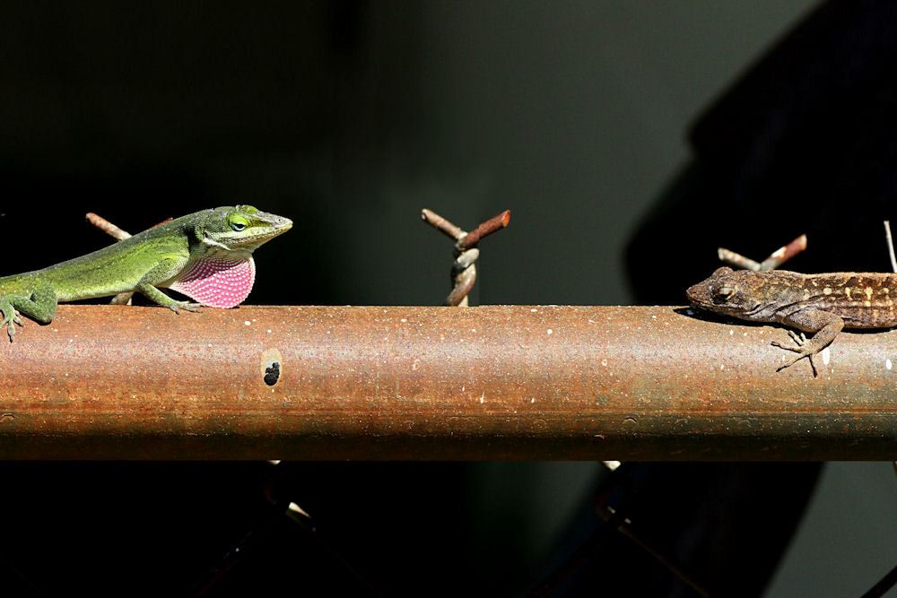 Green Anole Displays at Brown Anole – Anole Annals