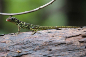 Test Your Anole Identification Moxie! – Anole Annals