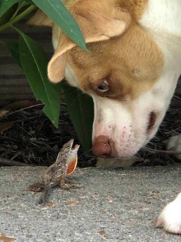 Brown Anole Stands up to a Dog – Anole Annals
