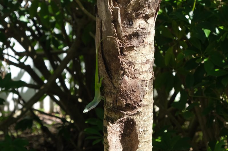 Searching for the Elusive Allison’s Anole in South Florida – Anole Annals