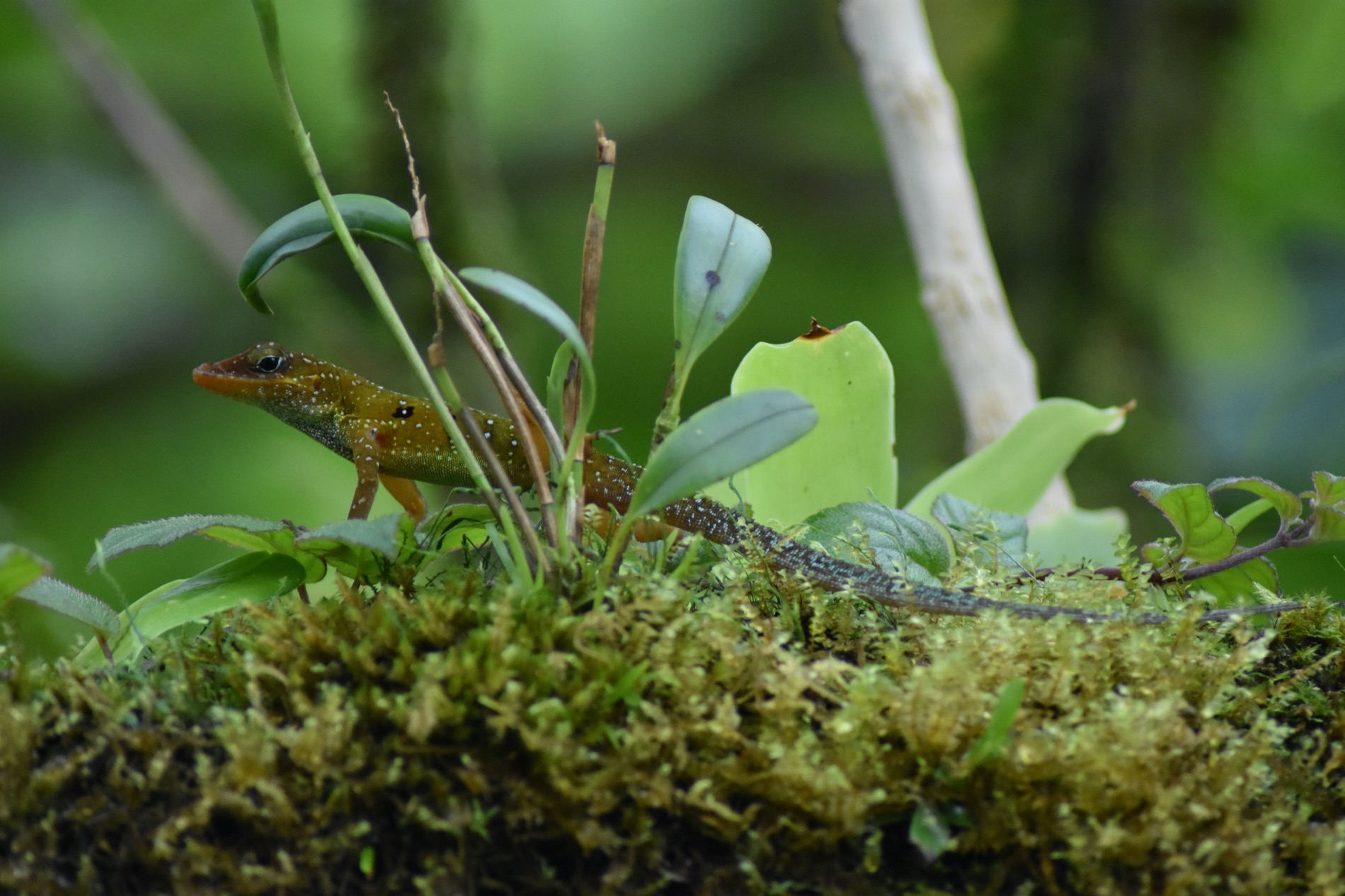 023_2_oculatus – Anole Annals