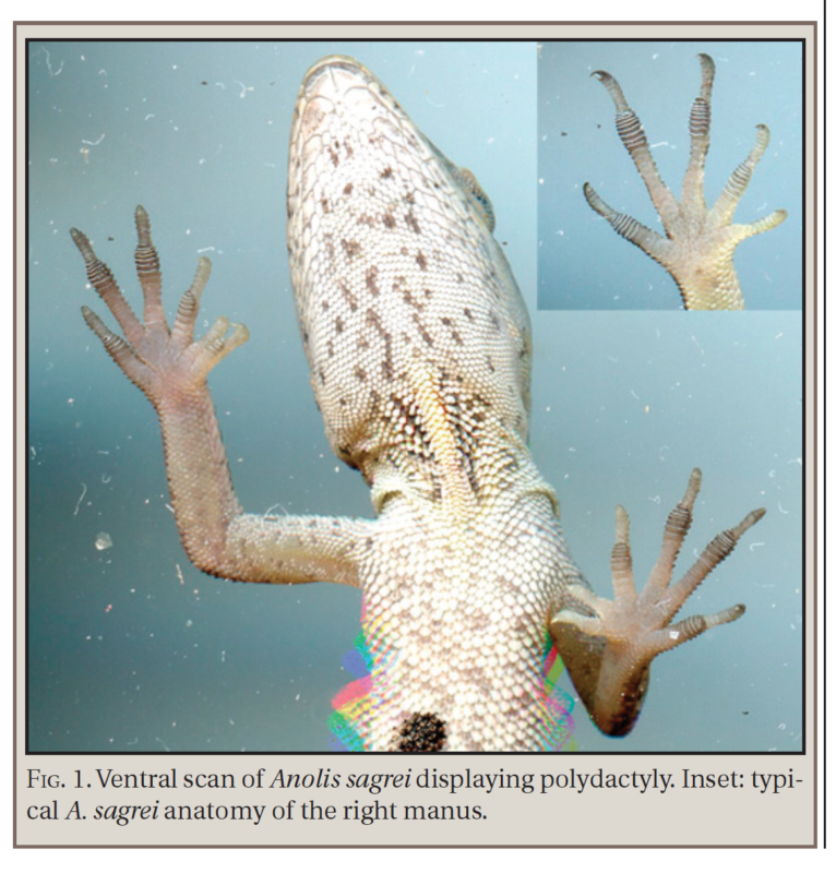 Underwater Breathing in a Brown Anole, Female Headbobbing in an Aquatic ...