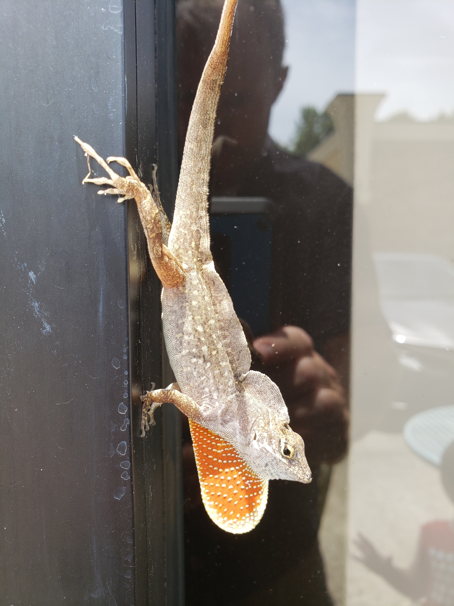 Anolis sagrei – Anole Annals