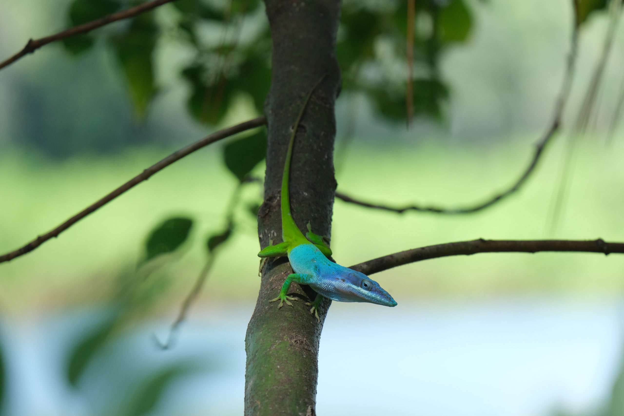 A Summer of Observing an Allison’s Anole Colony in Florida – Anole Annals