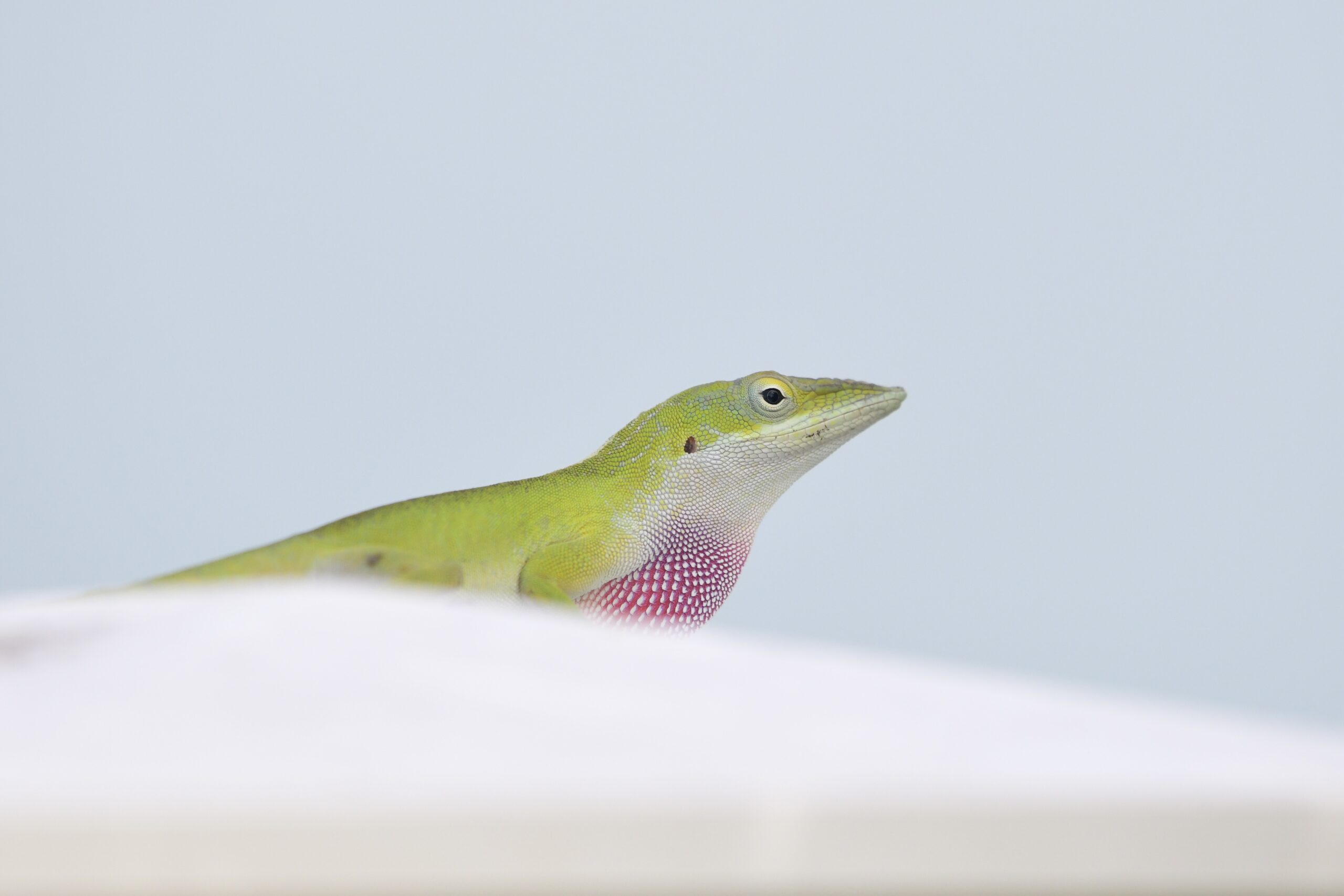 Copy Of 1 Anole Annals