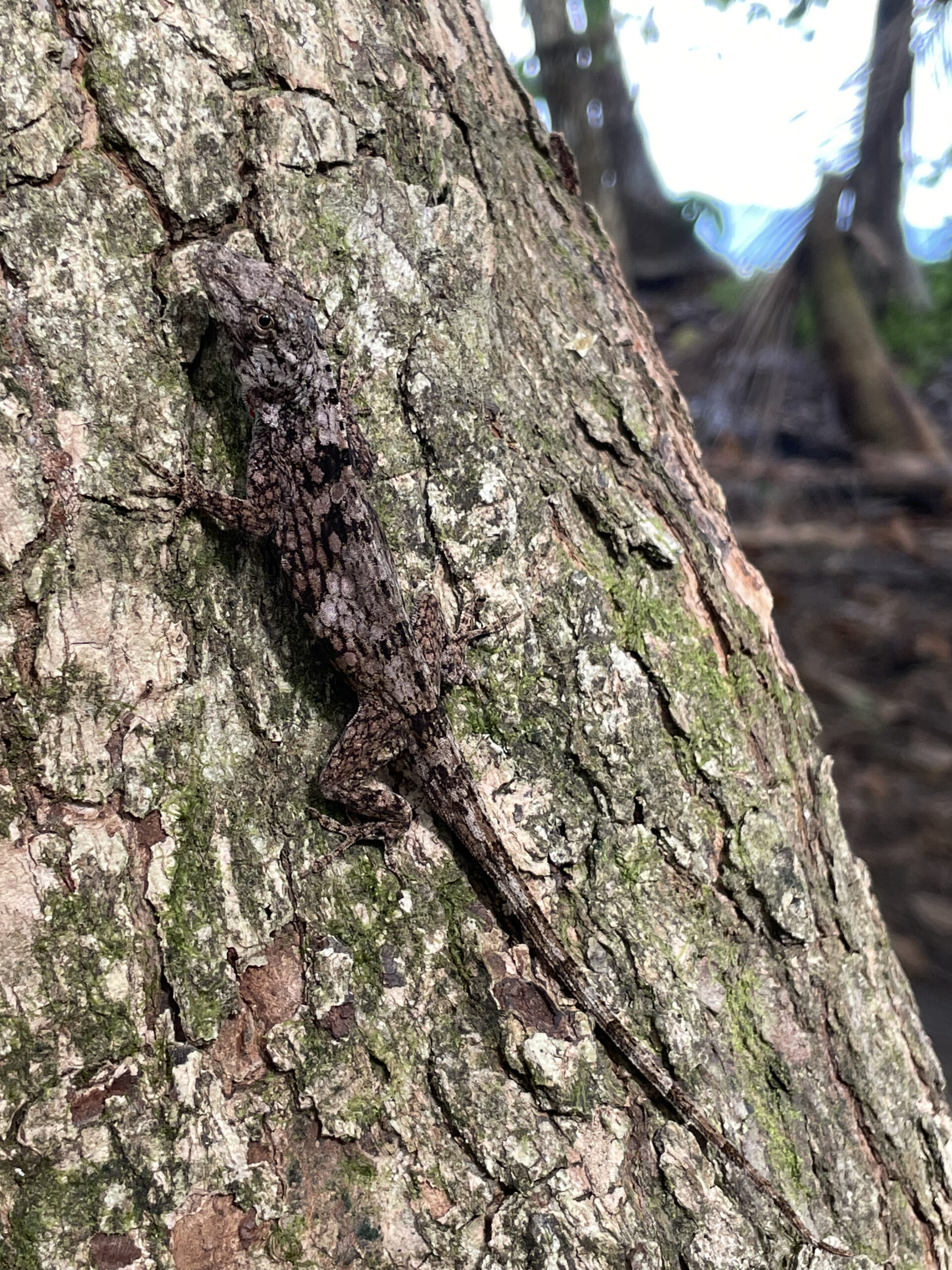 Copy Of 103 Anole Annals