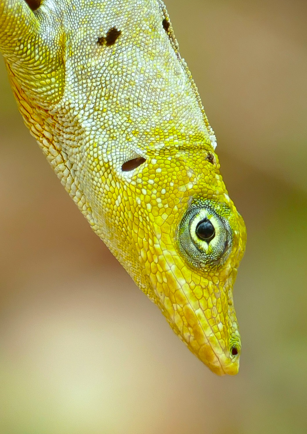 Copy Of 107 Anole Annals 3991