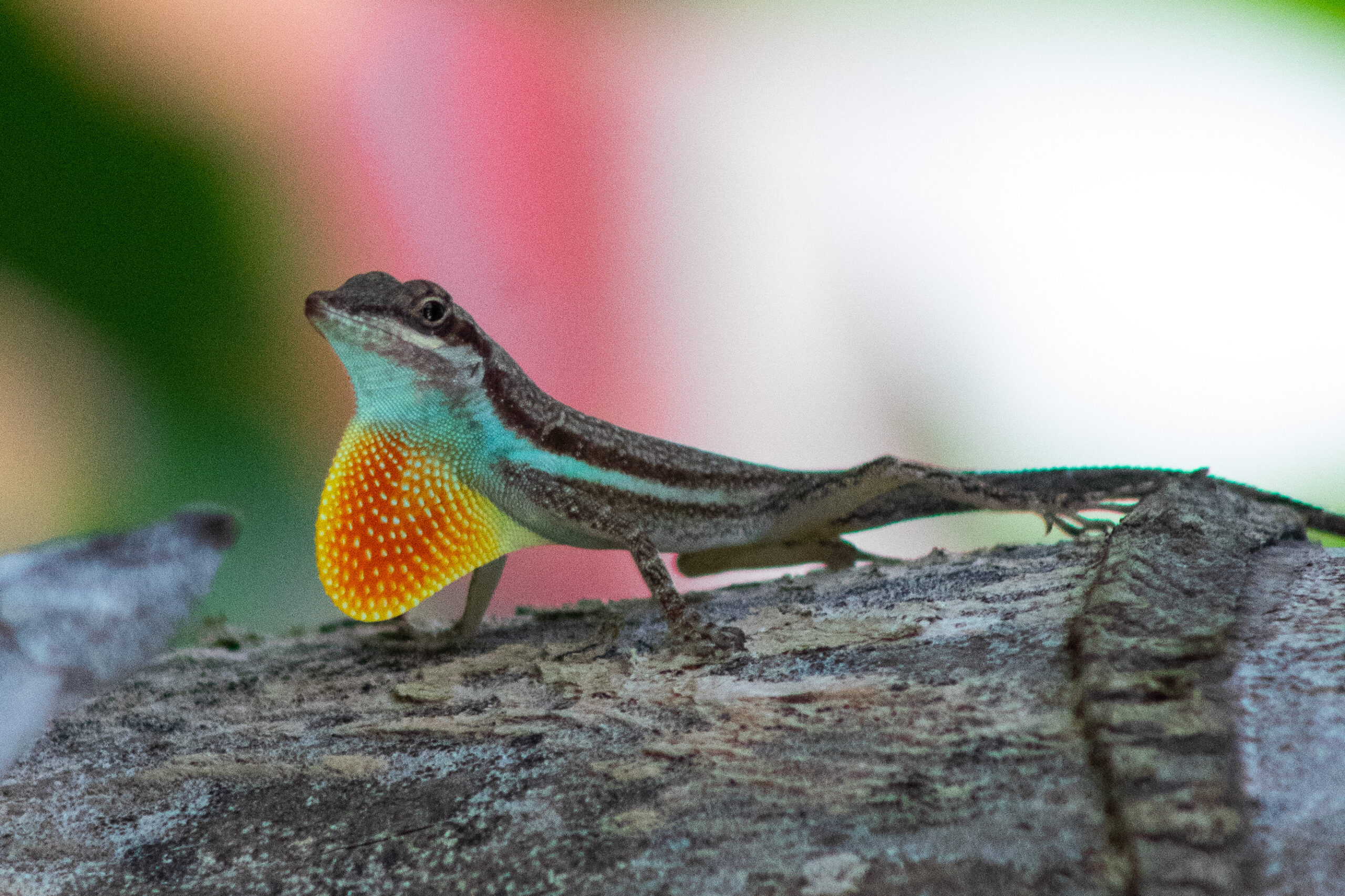 Copy Of 115 Anole Annals