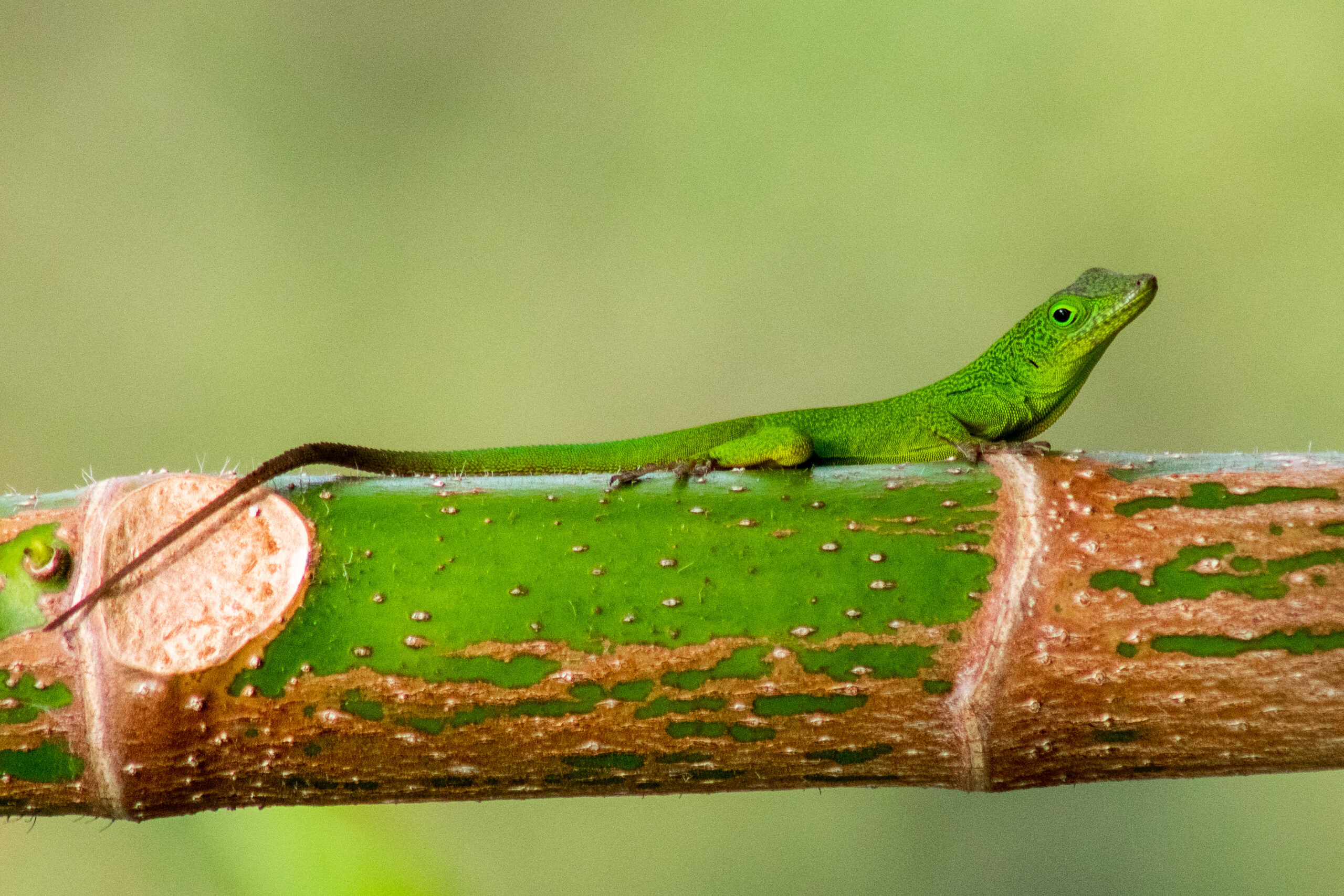 Copy Of 116 Anole Annals