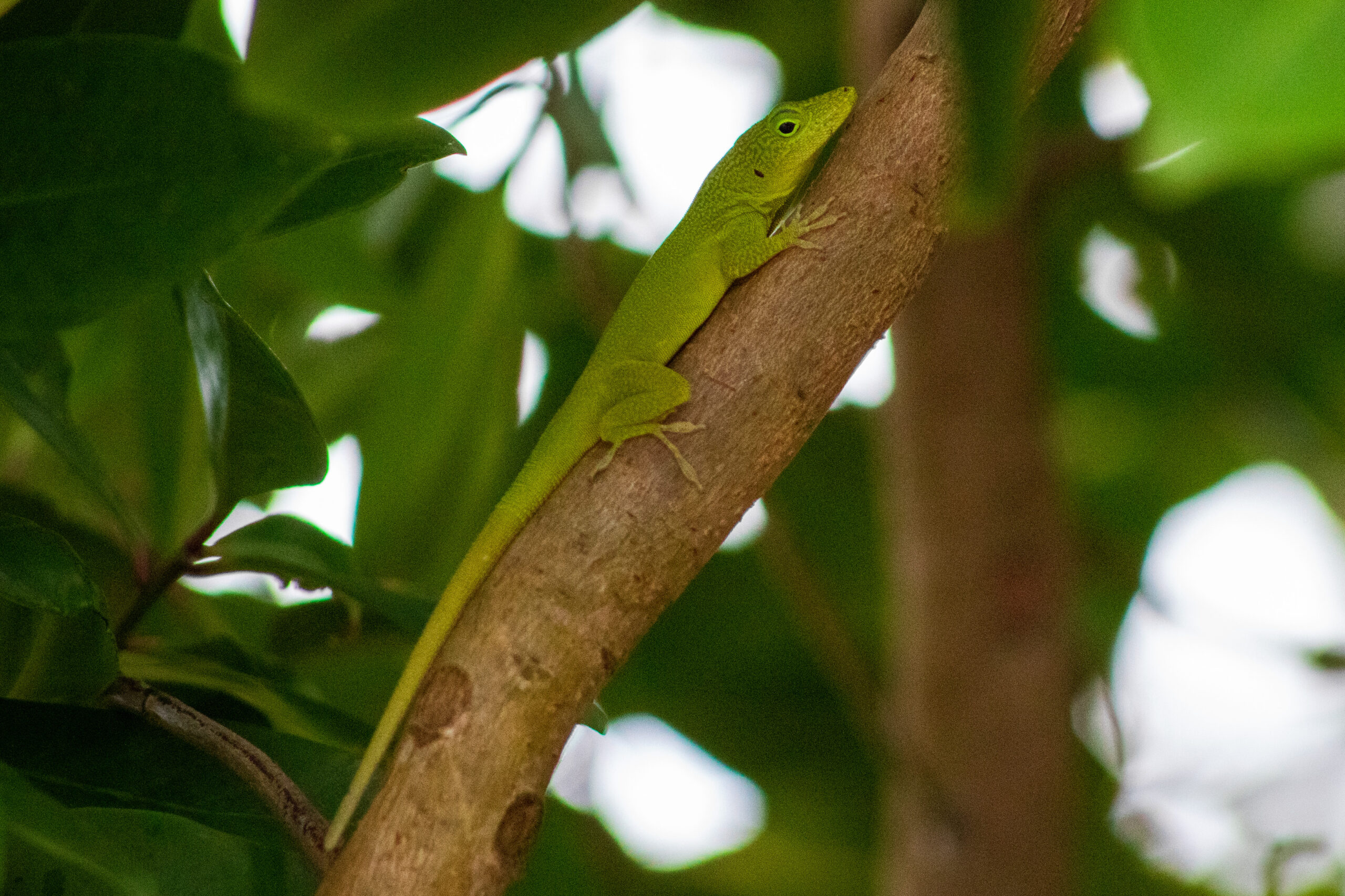 Copy Of 119 Anole Annals