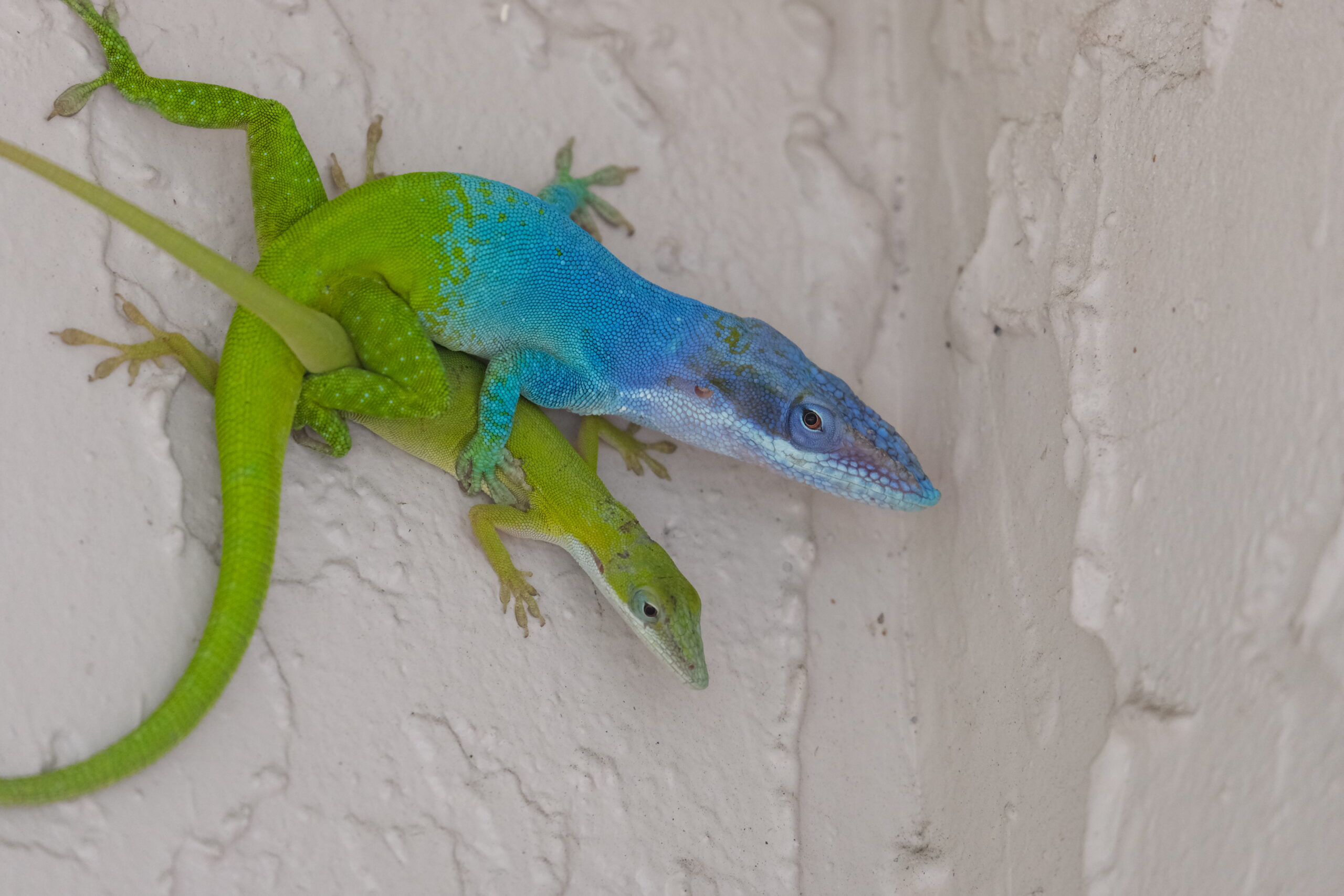 Copy Of 12 Anole Annals 4825