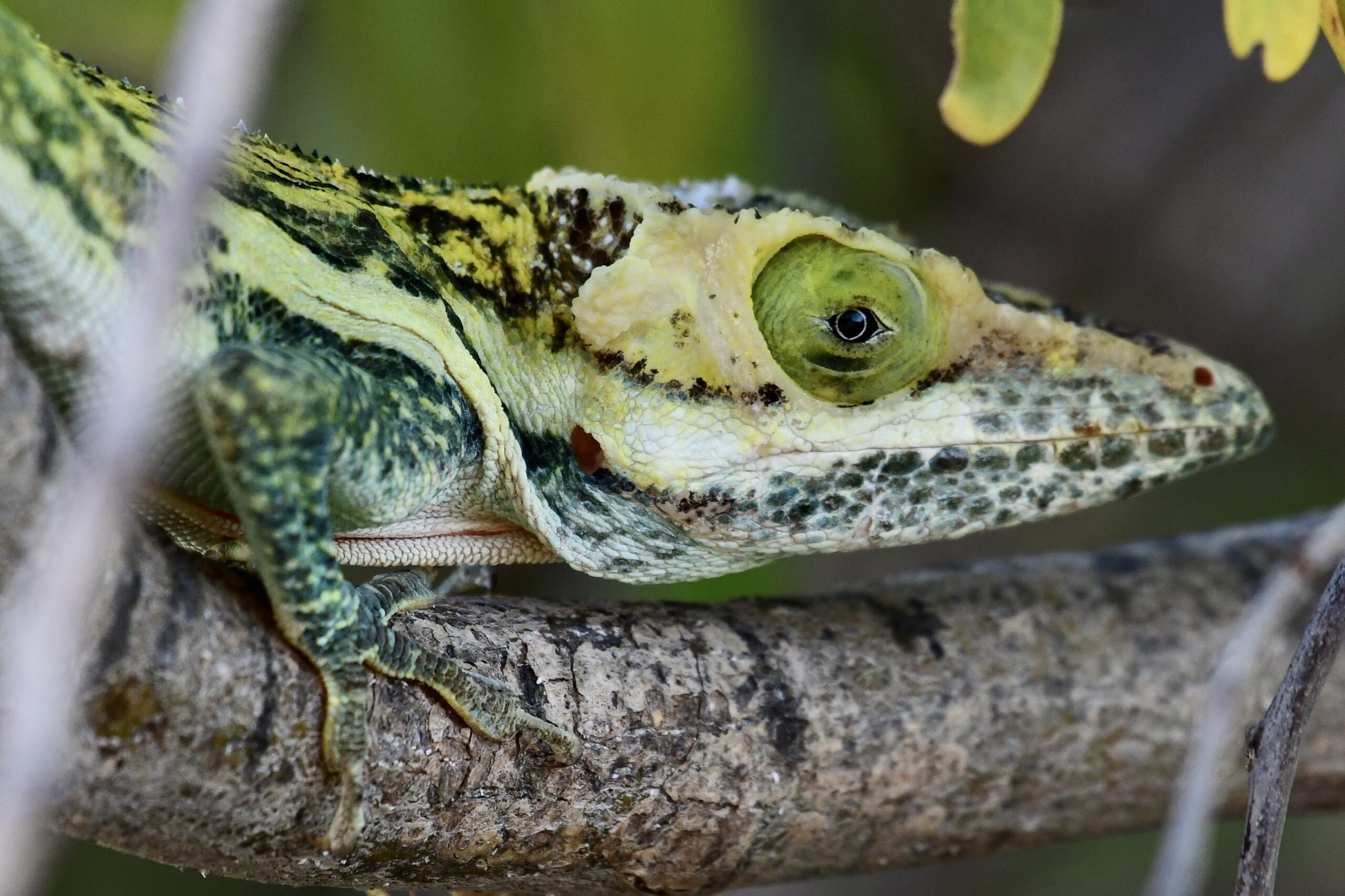 Copy Of 2 Anole Annals