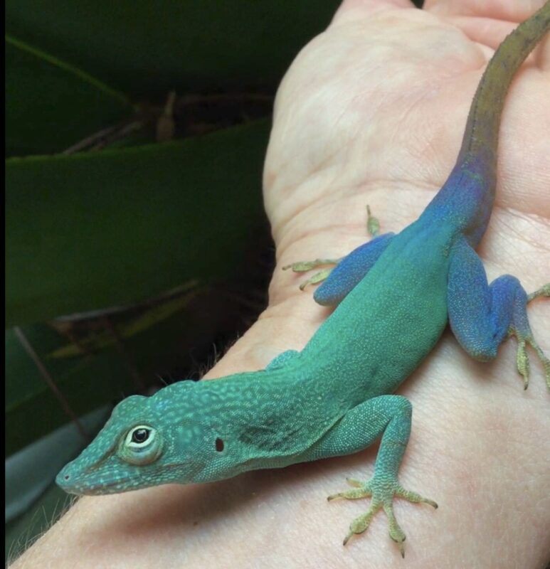 Anolis cannibalis – Anole Annals