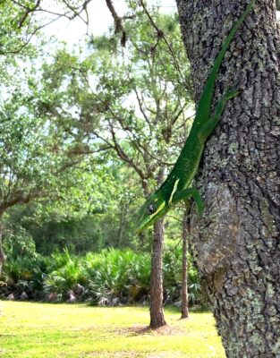 Non-native Herps Still Increasing in the Most Heavily Invaded Herp ...