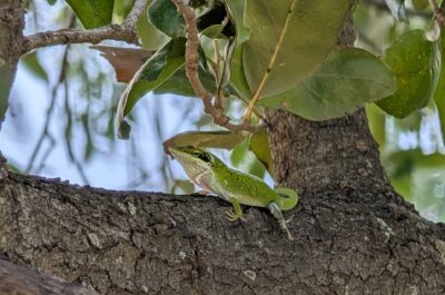 More on Anole Eye Spots – Anole Annals