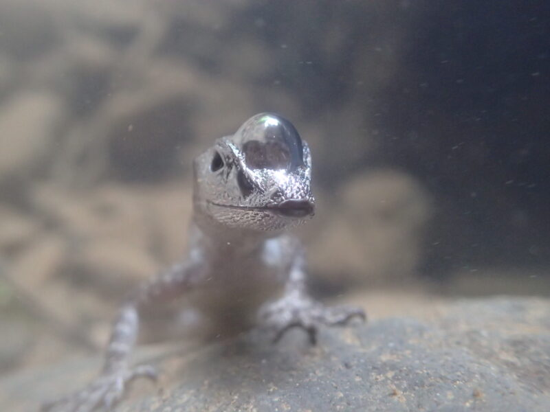 Rebreathing Semi-aquatic Anoles: Just a Scuba Tank… or Something More ...