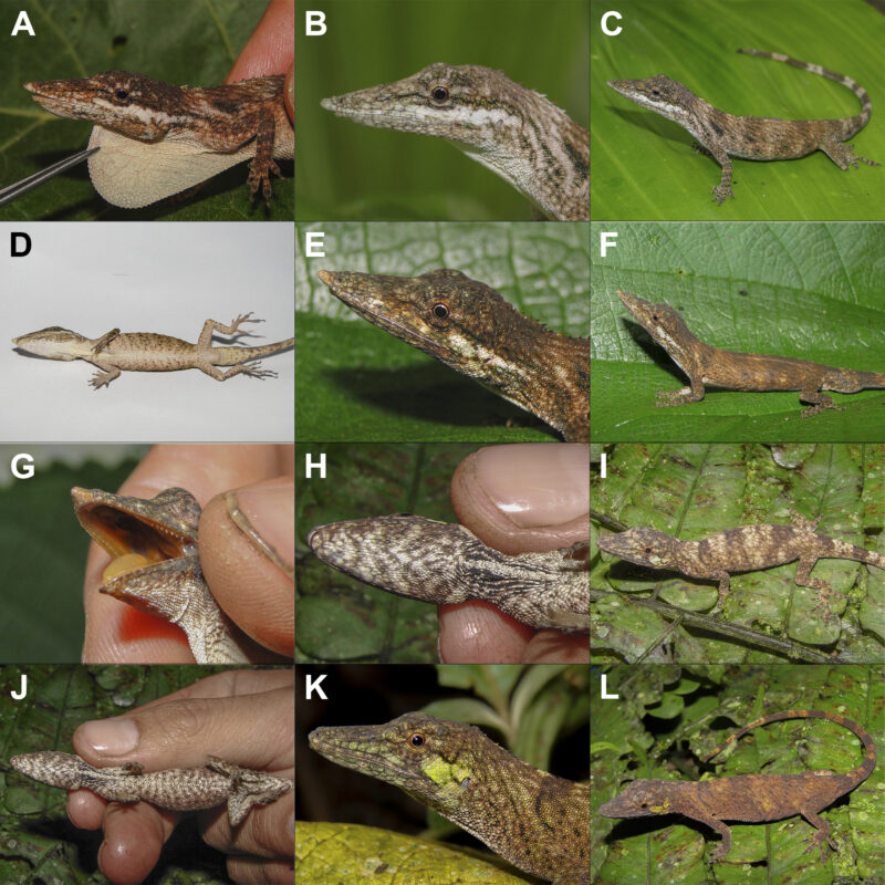 Mythic Peruvian Anoles Rediscovered – Anole Annals