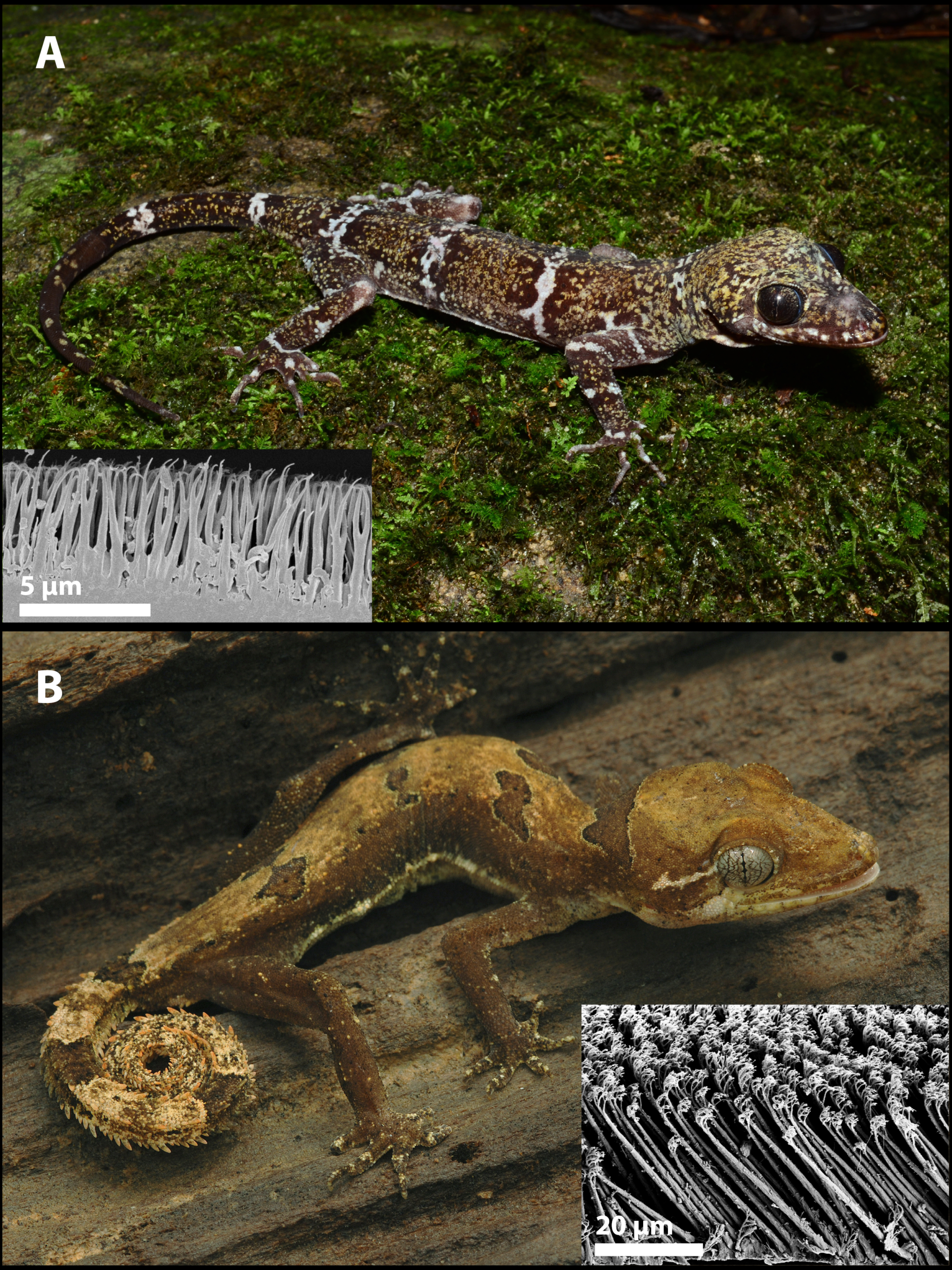 From Tiny Spines to Sticky Toes: What Cyrtodactylus Geckos Can Tell Us ...
